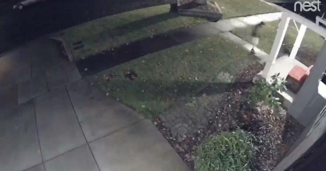 WATCH: Lewiston man uses shotgun shell blank to scare package thief ...