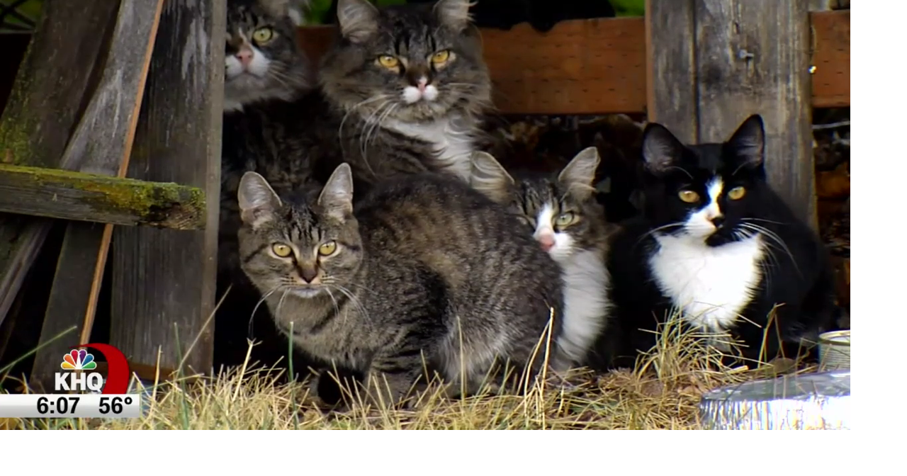 'Smelled like a dead body': Rotten smell reveals dead cat and feces ...