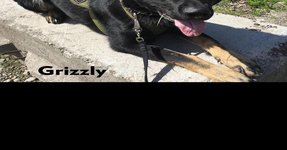 Grant County Sheriff's K9 Grizzly retires, K9 Hawk takes his place ...