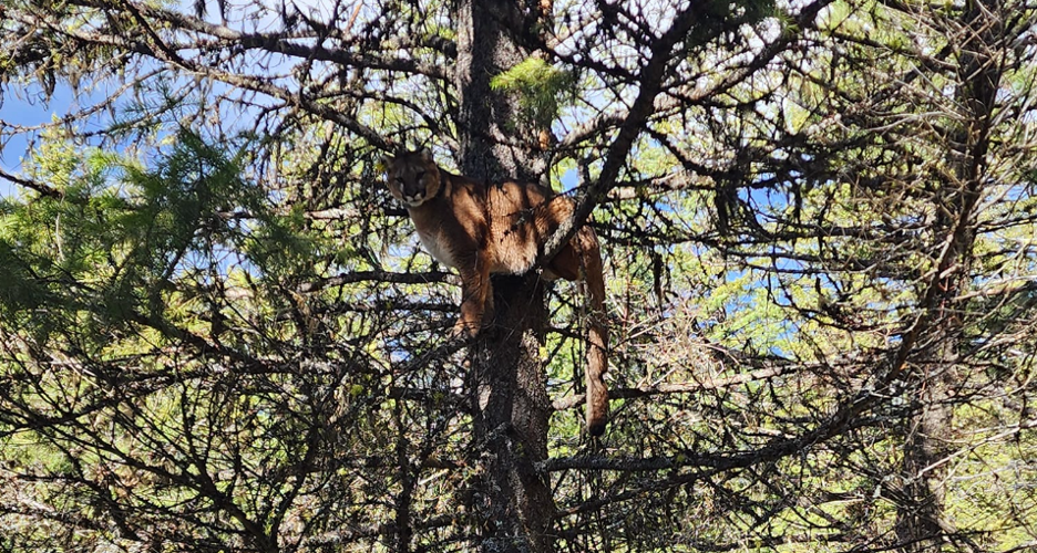 Washington works towards cougar conservation | Spokane News | khq.com