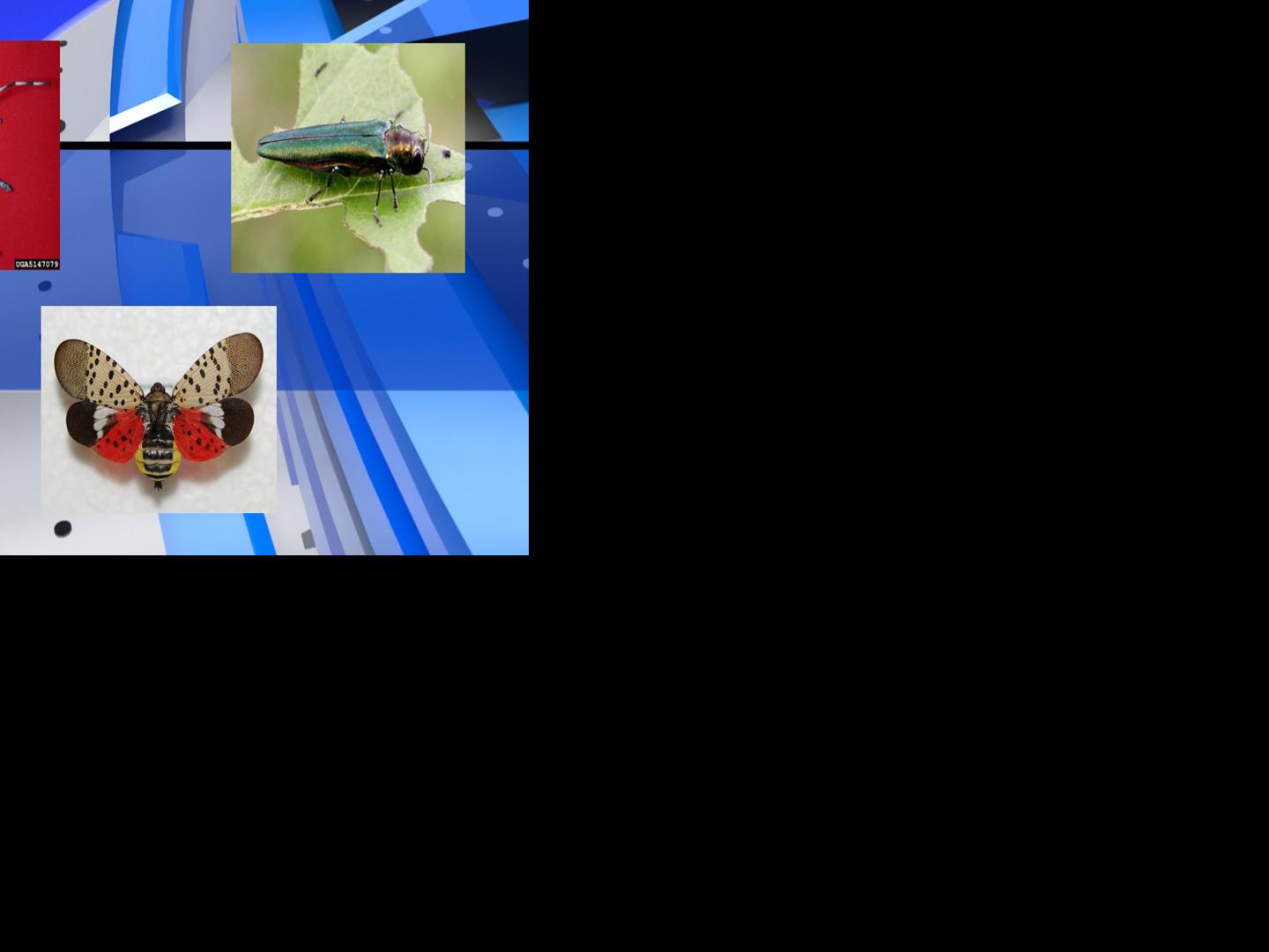 Washington residents asked to report invasive insects | News | khq.com