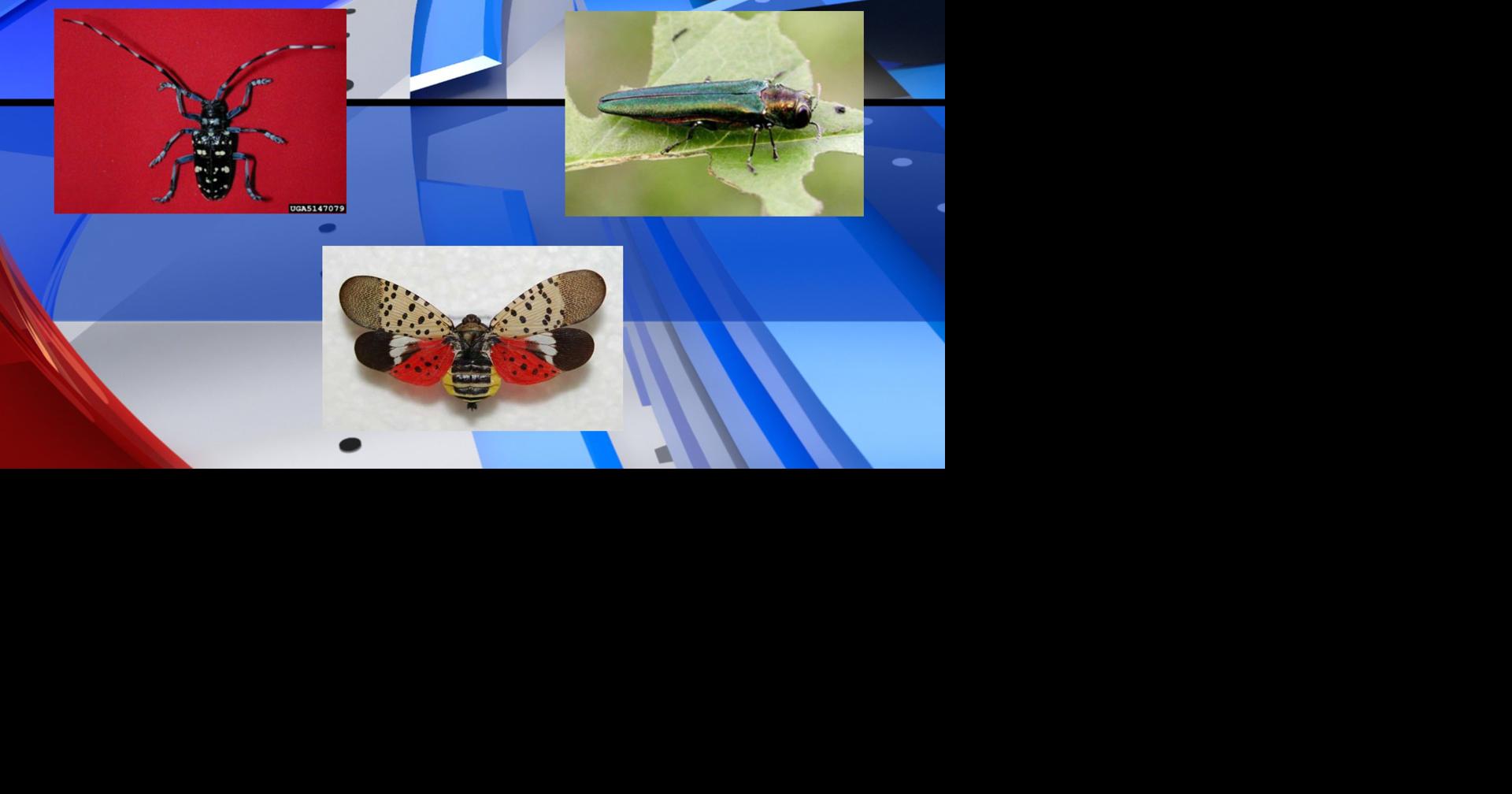 Washington residents asked to report invasive insects | Spokane News ...