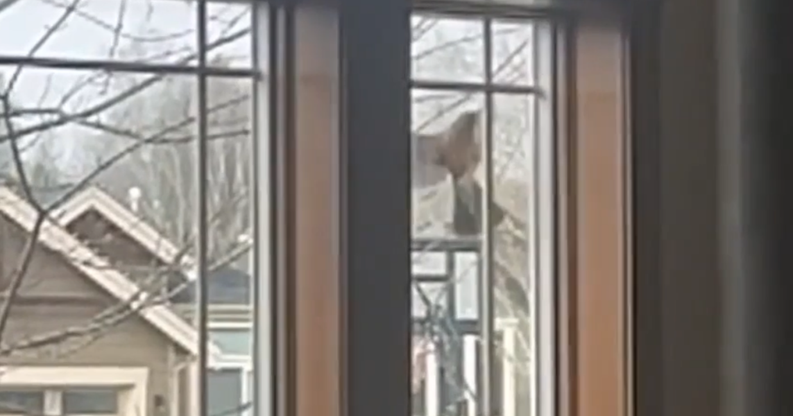 Robin Returns to Terrorize North Spokane Family... But Why? | Spokane ...