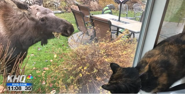 Moose family continues to take refuge in front yard of South Hill home ...