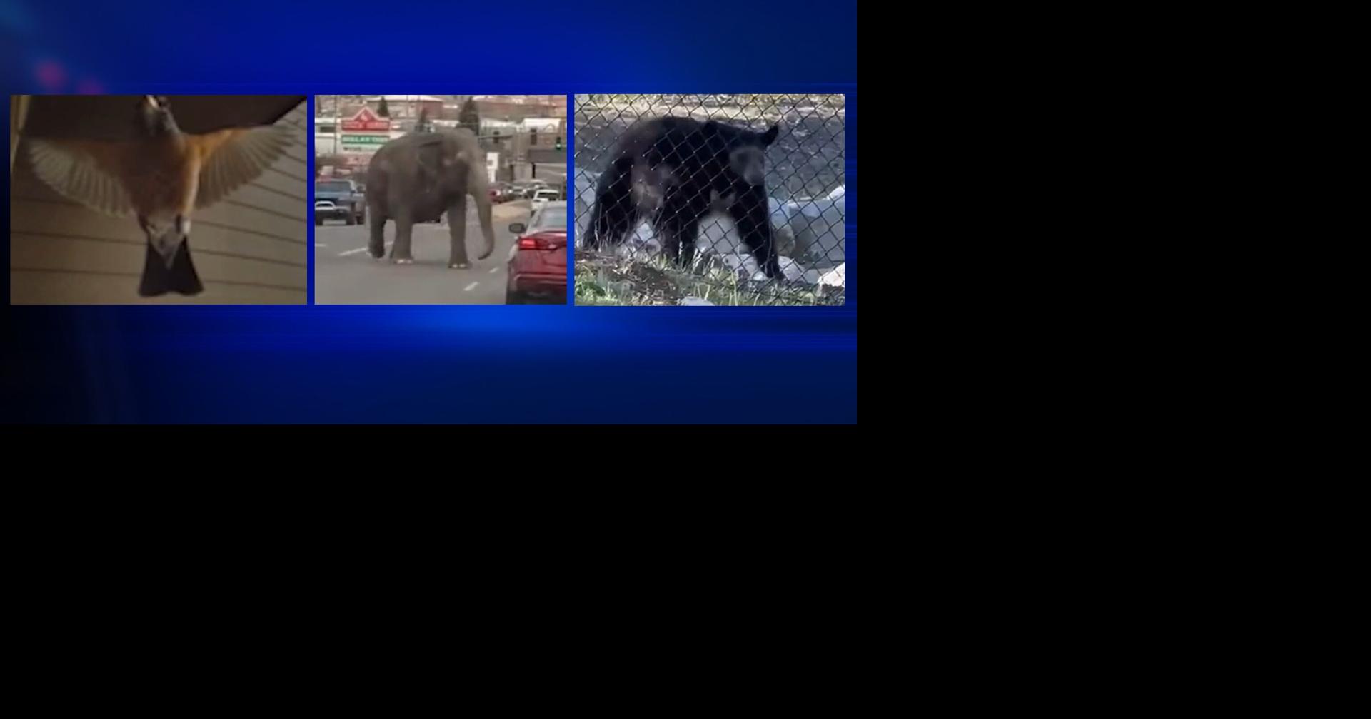 The elephant in the room: A big day for animals across the Northwest ...