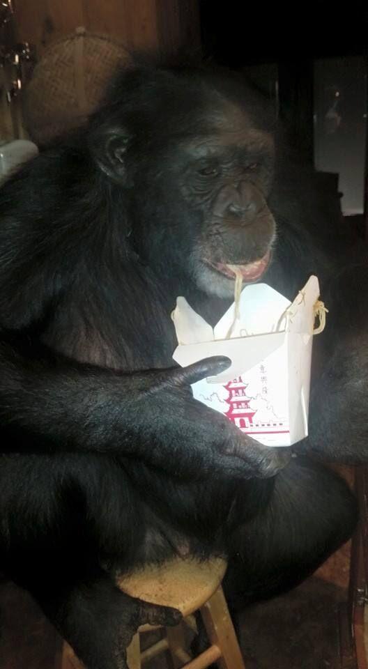 Sheriff's deputy kills Chimpanzee after a woman is attacked in Umatilla ...