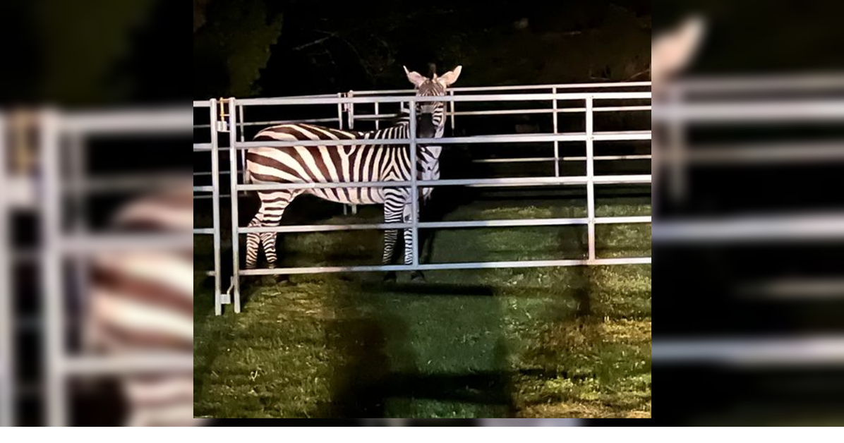 Final zebra on the loose caught in King County | Spokane News | khq.com