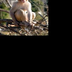 Mother, daughter pair sentenced in monkey smuggling | Spokane News ...