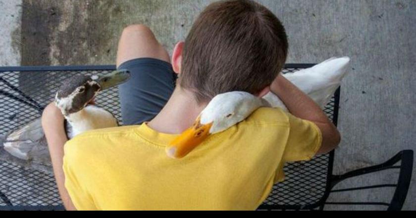 Michigan township allows autistic boy to keep therapy ducks | News ...