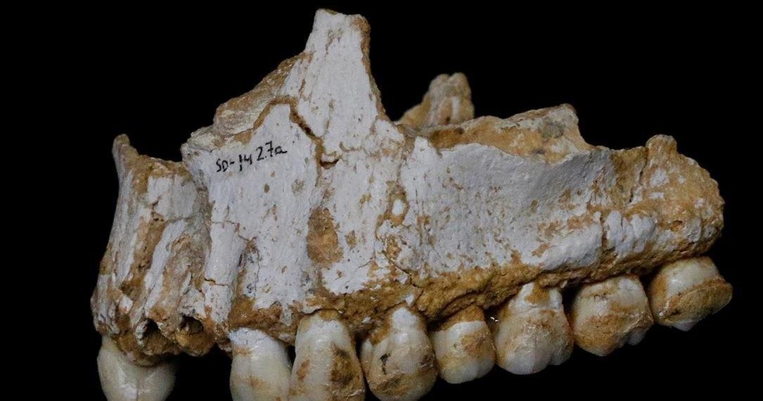 New study reveals what Neanderthals used to eat | Spokane News | khq.com