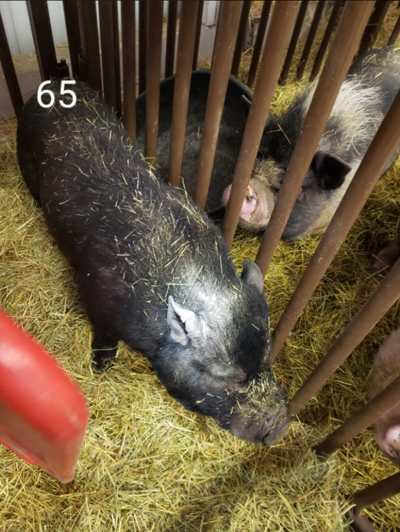 Rescue pigs up for adoption | | khq.com