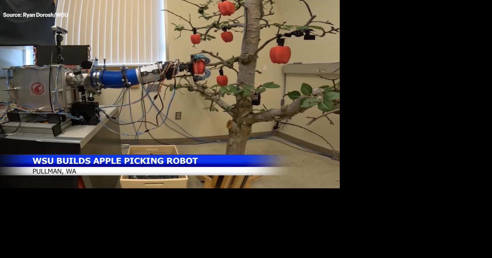 WSU researchers develop inflatable apple-picking robotic arm | Spokane ...