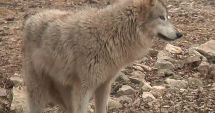 15 wolves found in the Colville Reservation will be relocated to ...