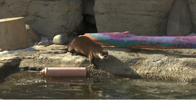 Sam the Otter turns two | Regional | khq.com