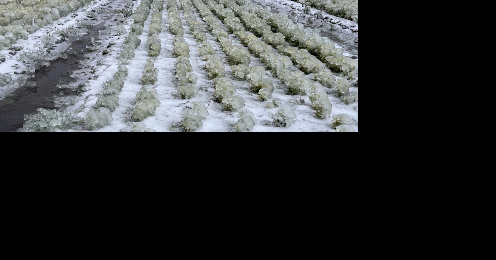 Frozen trees at Webster Forest Nursery | | khq.com