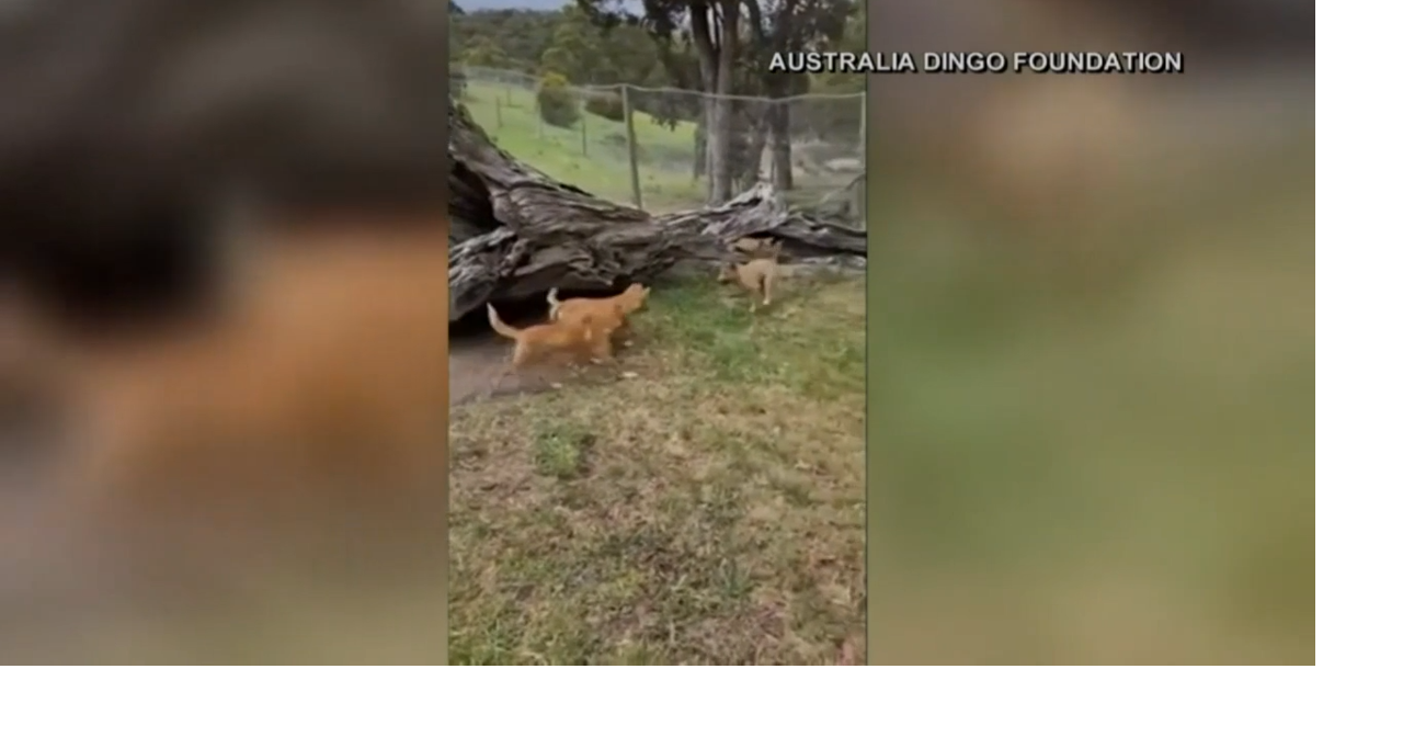 Rare dingo becomes internet sensation after a bird drops him into a ...