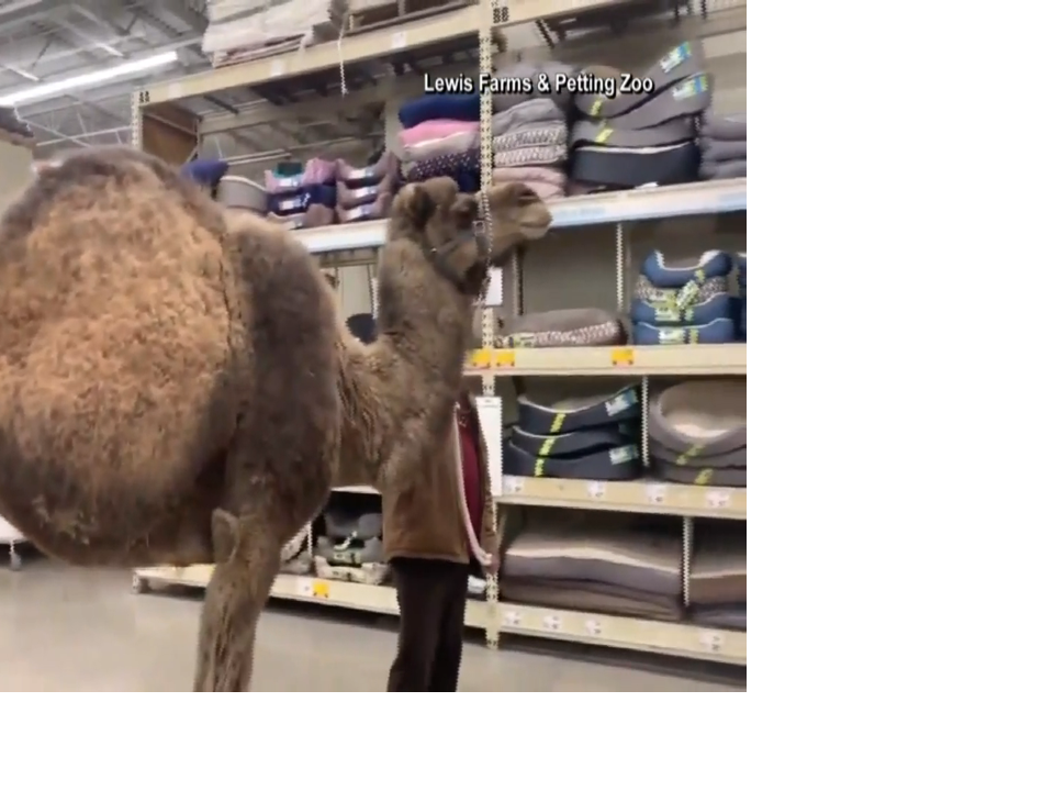 Jeffrey the Camel strolls through Michigan PetSmart | News | khq.com