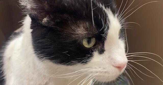 Cats at Spokane shelter test positive for panleukopenia | Spokane News ...