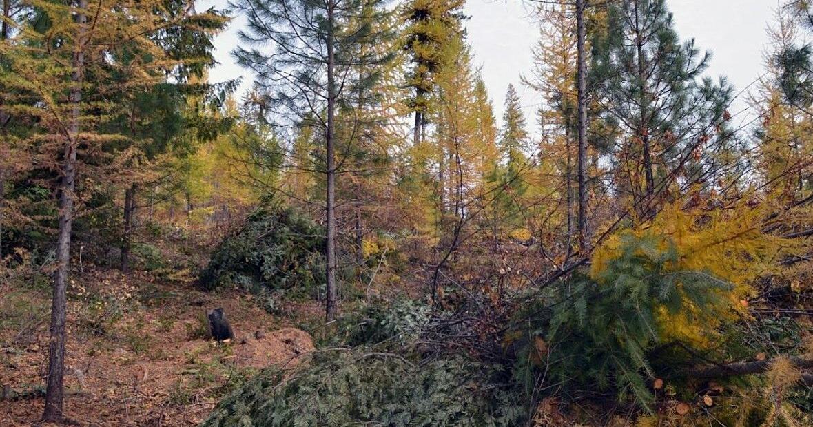 US Forest Service seeking public feedback on northern Idaho projects ...