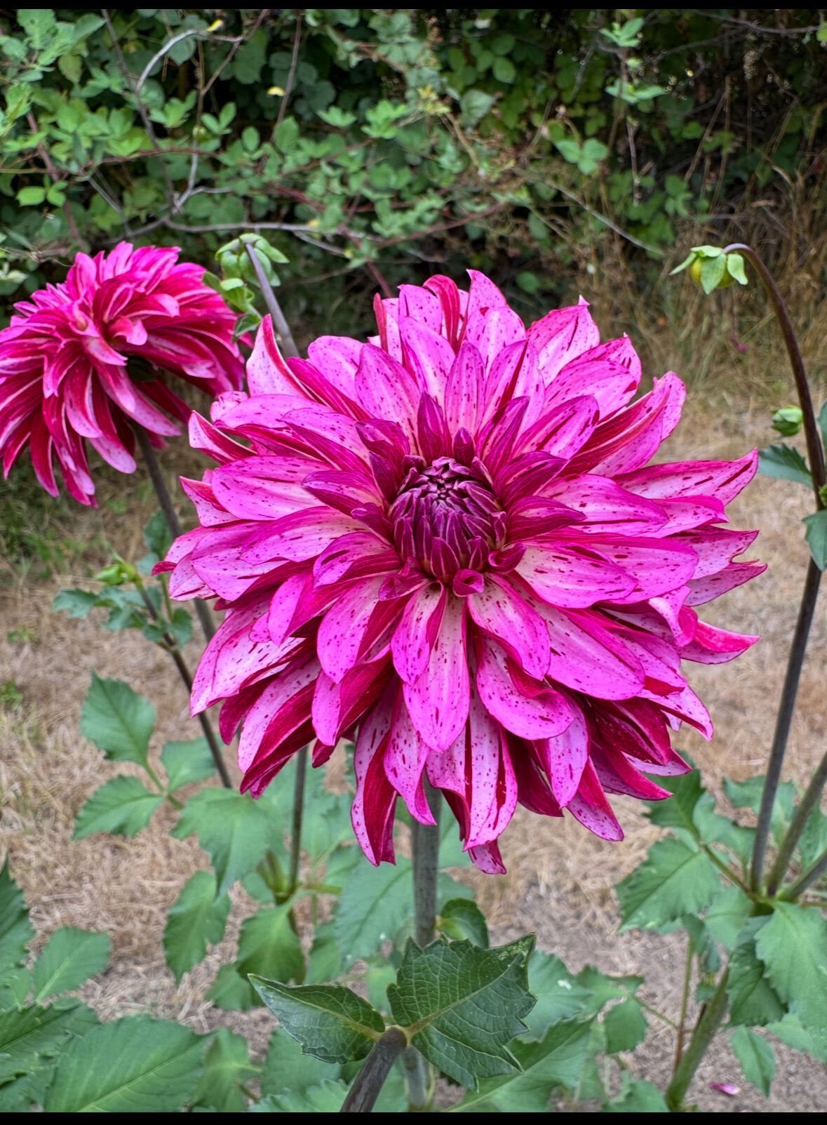Oregon flower farm names new dahlia after Kaylee Goncalves | Spokane ...