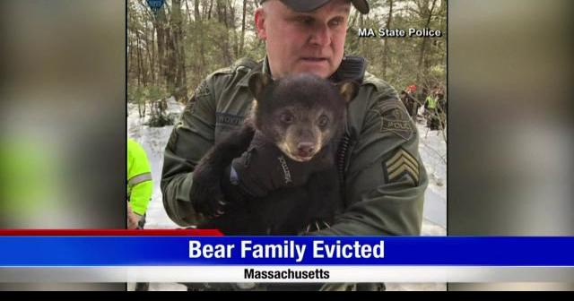 Moving day: Bear family living in Massachusetts highway median ...