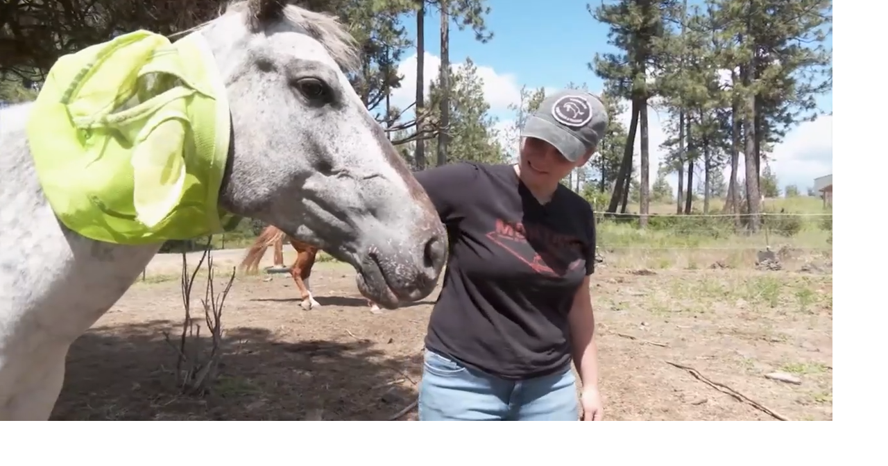 Spokane's Vindicate Horse rescue helps with horse rehab and training ...
