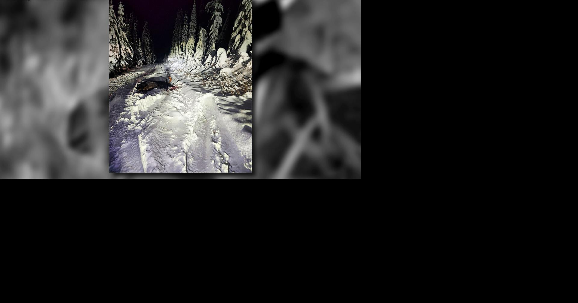 Kellogg man convicted for illegally wasting trophy bull moose in ...