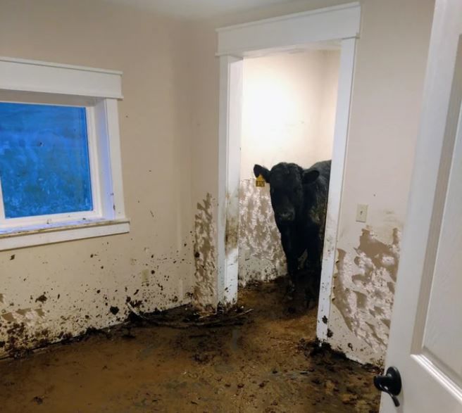 Family says cows broke into their new house in Montana | Regional | khq.com