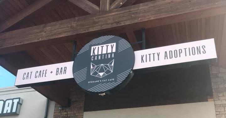 Kitty Cantina: North Spokane cat café delays grand opening | Spokane ...