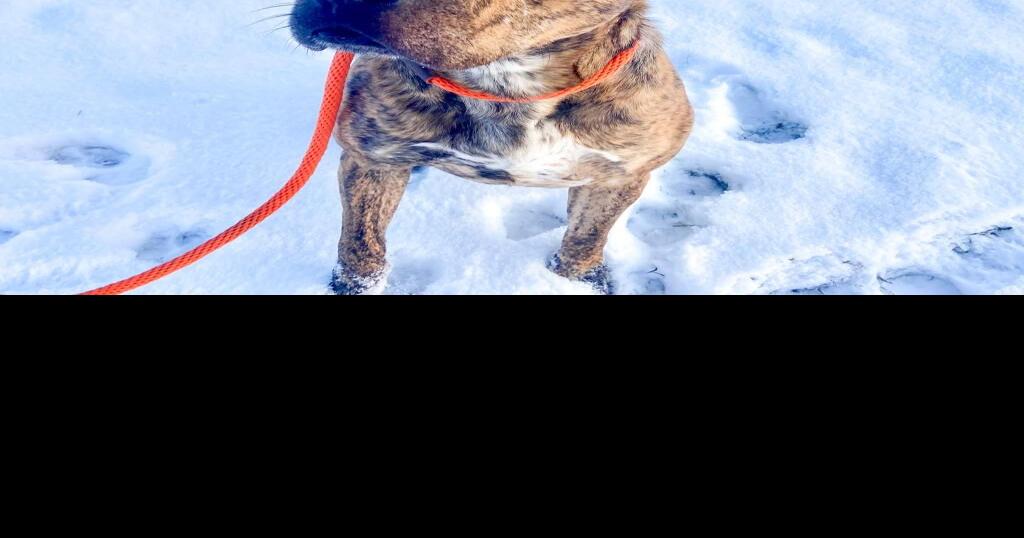 Spokane Humane Society receives grant for $50,000 to help with care of ...