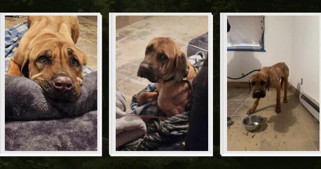 Here's where to follow the story of Mabel the Mastiff | Seen on TV ...