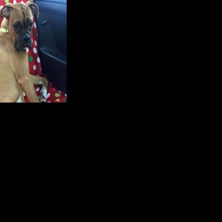 $1,000 reward offered for lost boxer puppy | Spokane News | khq.com