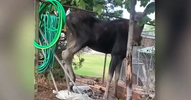 Injured moose spotted near Eastern Washington University | Spokane News ...