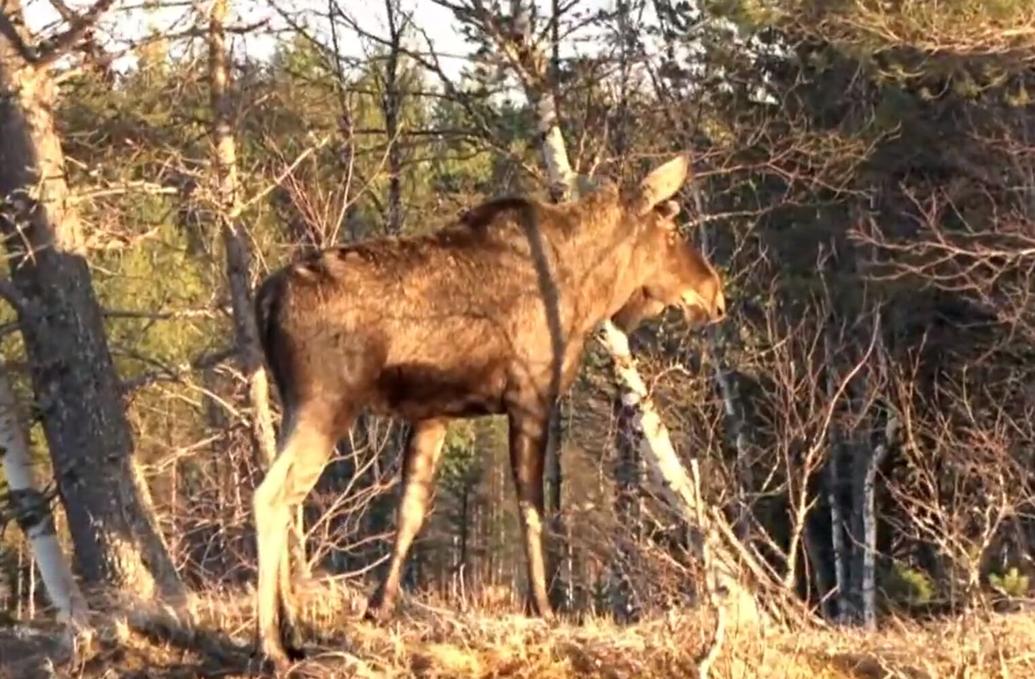Sweden moose migration kicks off, live stream available to watch | Find ...