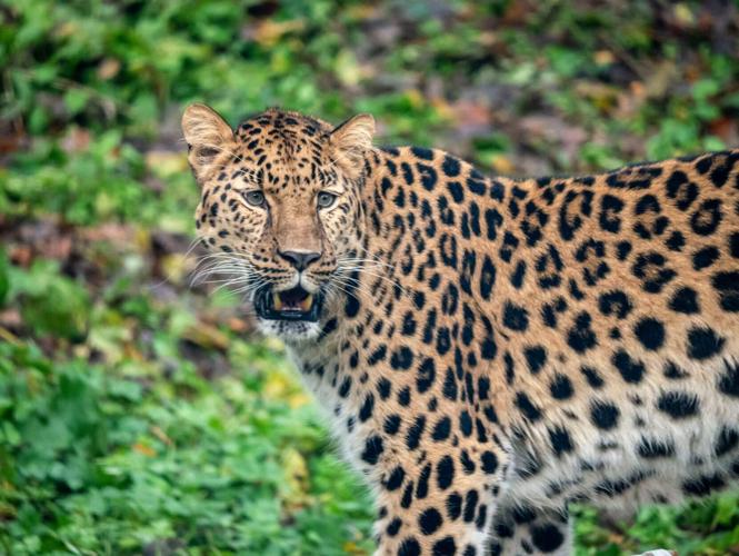 Rare leopard caught on camera giving birth | National | khq.com