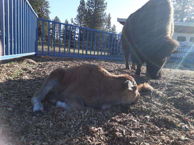 Famous South Hill bison gives birth! | Top Story | khq.com