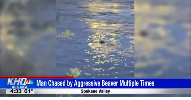 Aggressive beaver forces Spokane Valley fisherman to find a new spot ...