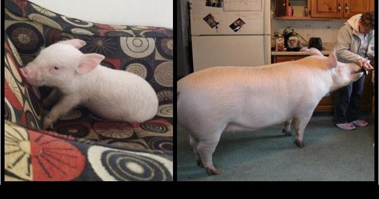 Hot Clicks: 'Mini-pig' grows up to weigh 670 pounds! | Spokane News ...