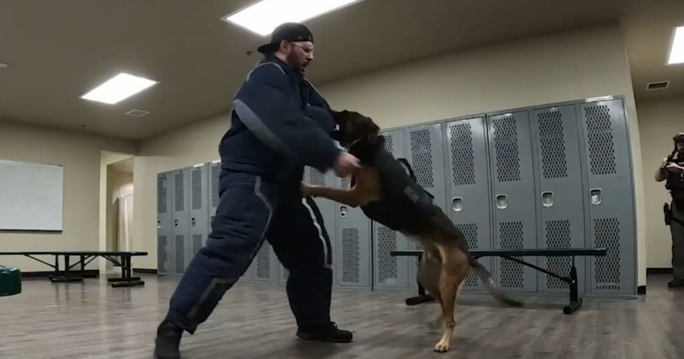 You can adopt dogs that are 'too nice' to be TSA canines | Spokane News ...