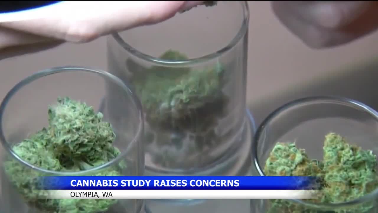 Cannabis surplus questions arise in Washington state | Spokane News ...