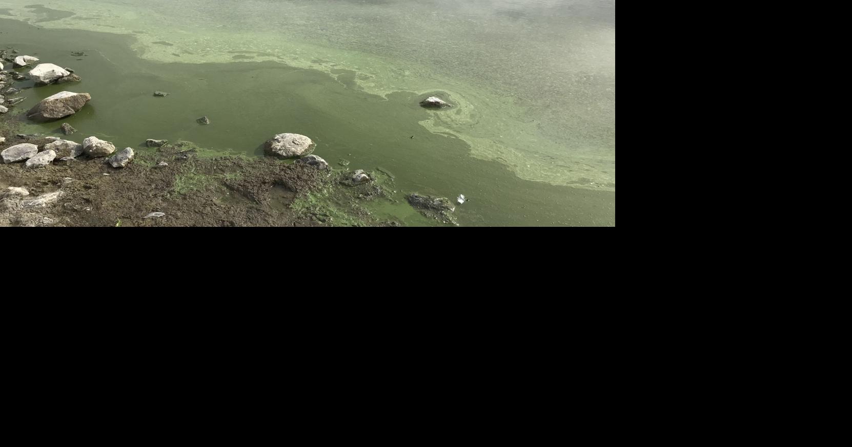 Is it safe to swim? Identifying contaminated water during high algae ...
