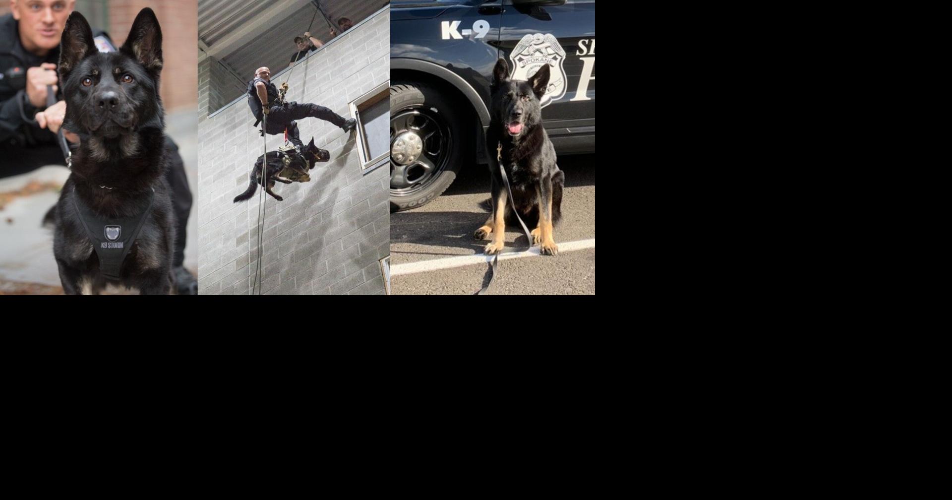 Spokane Police Department K9 'Zeus' retiring after 1,500 deployments ...