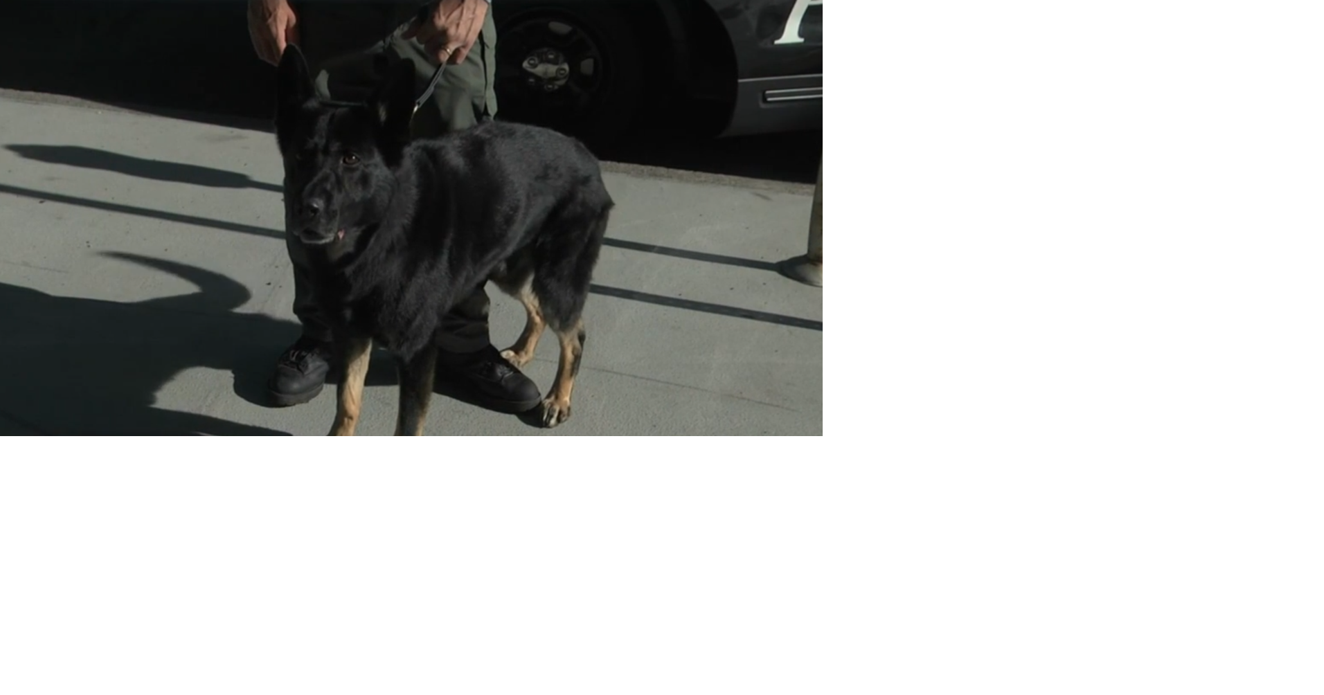 SPD K-9 unit opposes proposed change regarding police dogs | Spokane ...