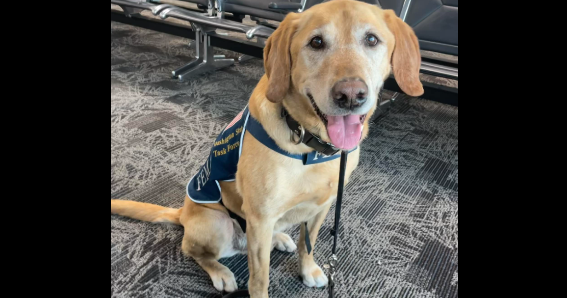 Idaho Disaster Dogs mourn loss of K9 officer | Spokane News | khq.com
