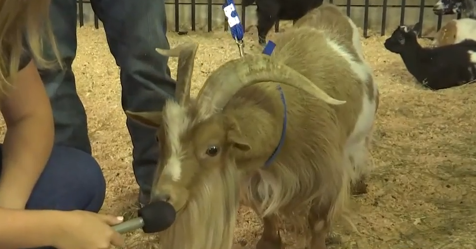 Spokane Interstate Fair features amazing mascot goat | Spokane News ...