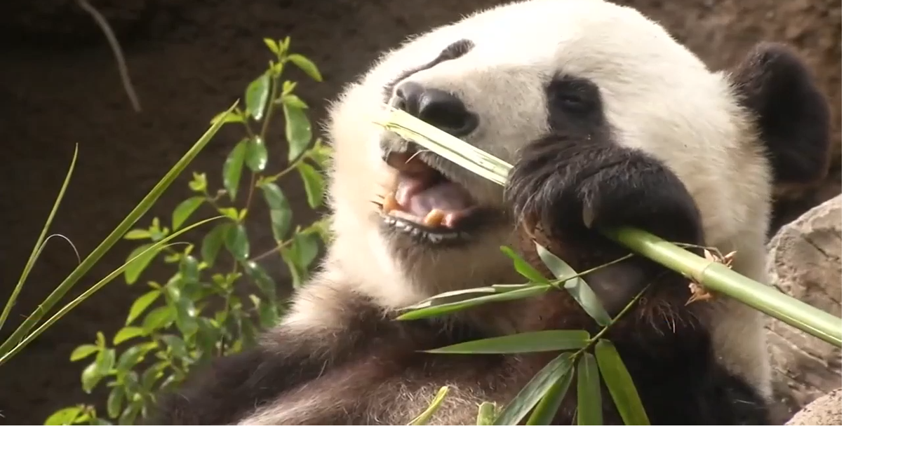 San Francisco might see some new pandas! | Spokane News | khq.com