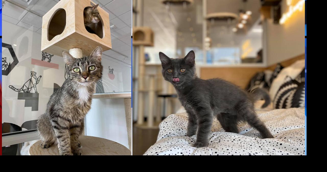 North Spokane cat café surpasses 100 cat/kitten adoptions | Spokane ...