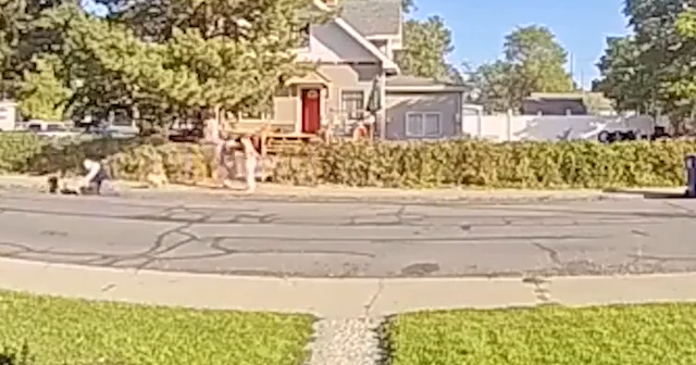 Dog attack in Spokane sparks dangerous dog investigation by SCRAPS ...