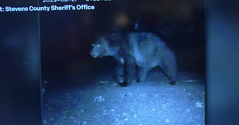 Grizzly bear breaks into chicken coop near Chewelah | Spokane News ...