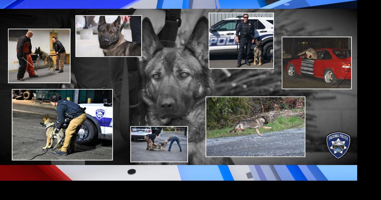 2-year-old Tacoma Police K9 killed in line of duty | Spokane News | khq.com